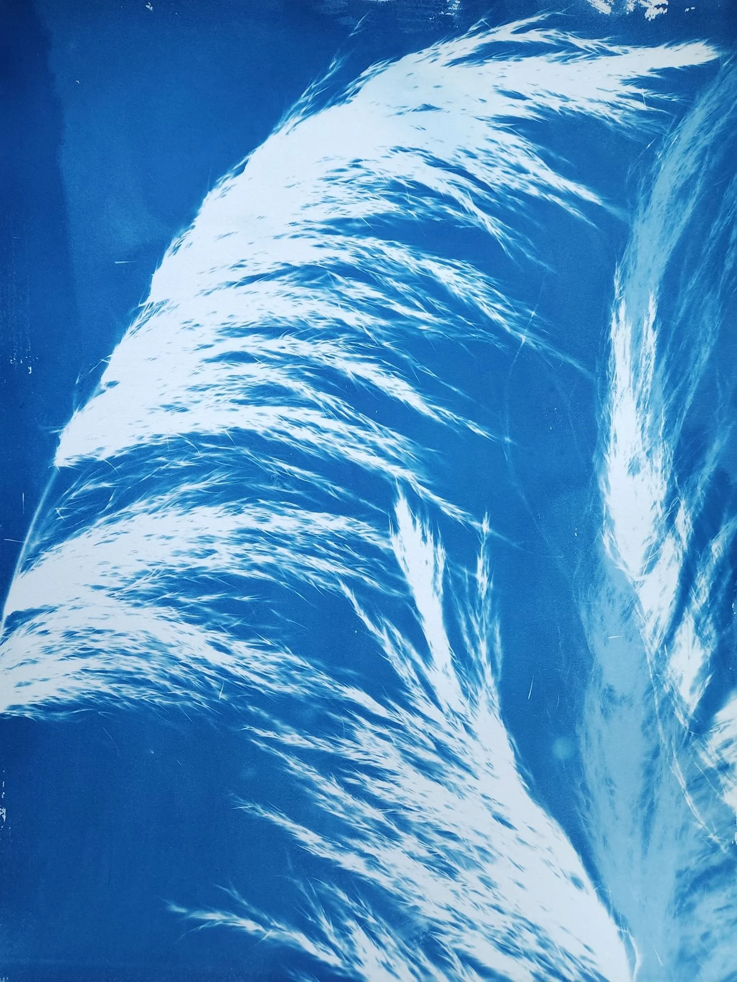 botanical cyanotypes
