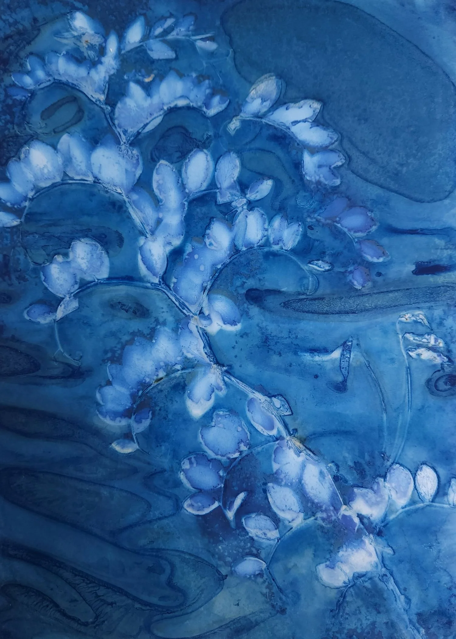 botanical cyanotypes