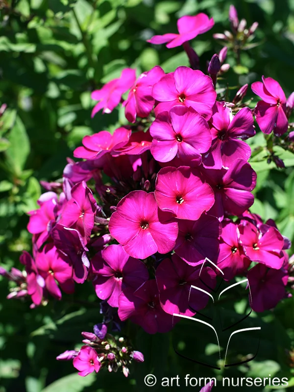 WS Perennials P — Art Form Nurseries