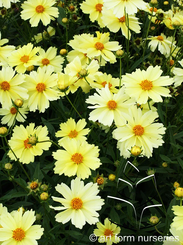 WS Perennials C — Art Form Nurseries