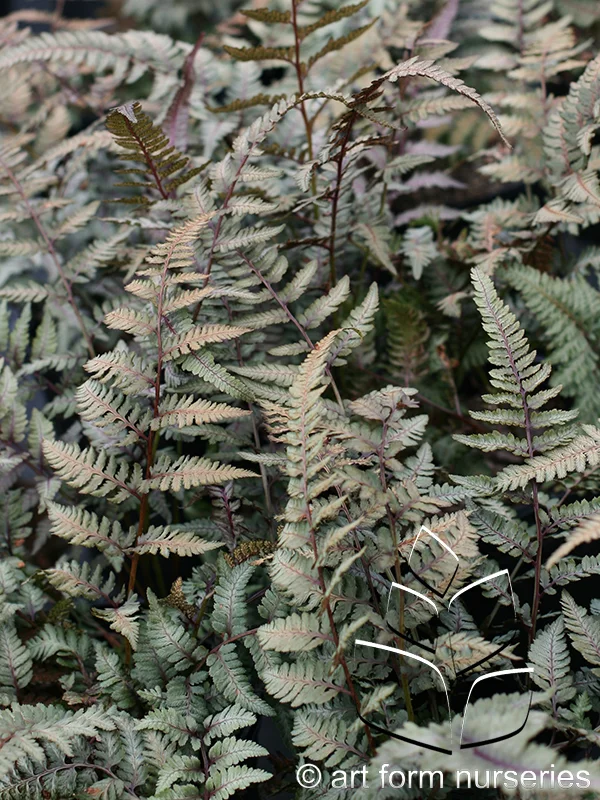Athyrium niponicum 'Regal Red' — Art Form Nurseries