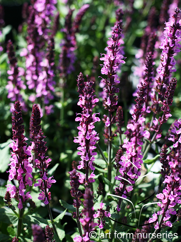 Perennials S — Art Form Nurseries