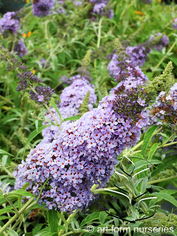 Perennials B — Art Form Nurseries