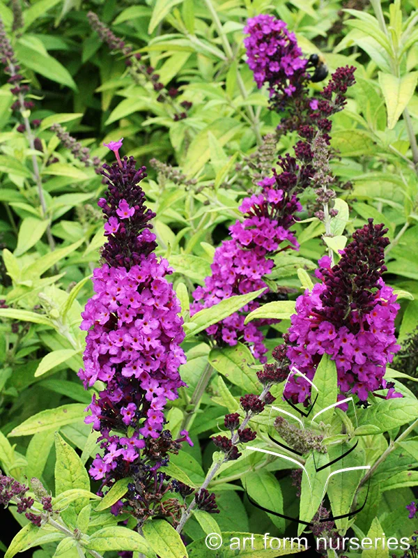 Perennials B — Art Form Nurseries