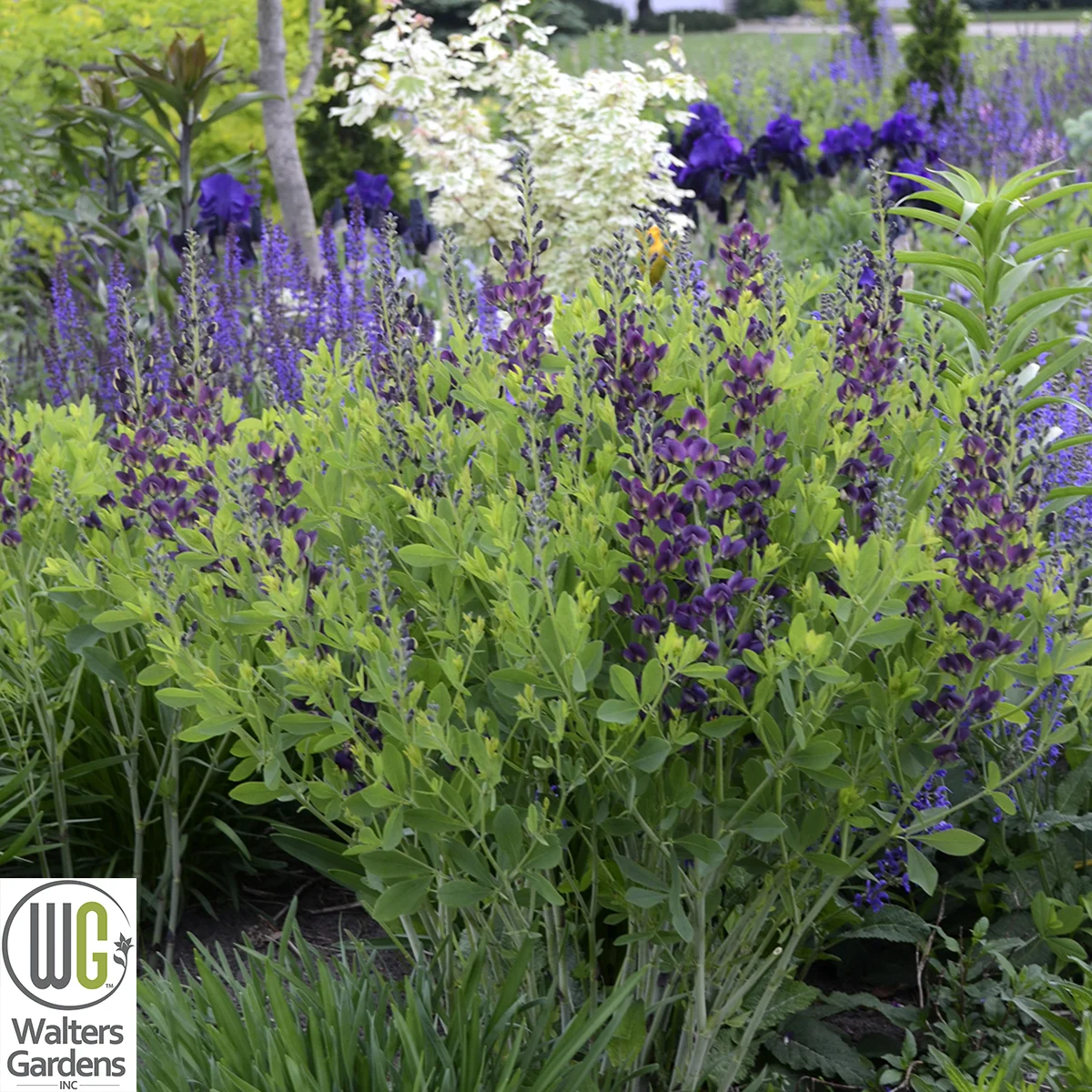 Features - Baptisia — Art Form Nurseries