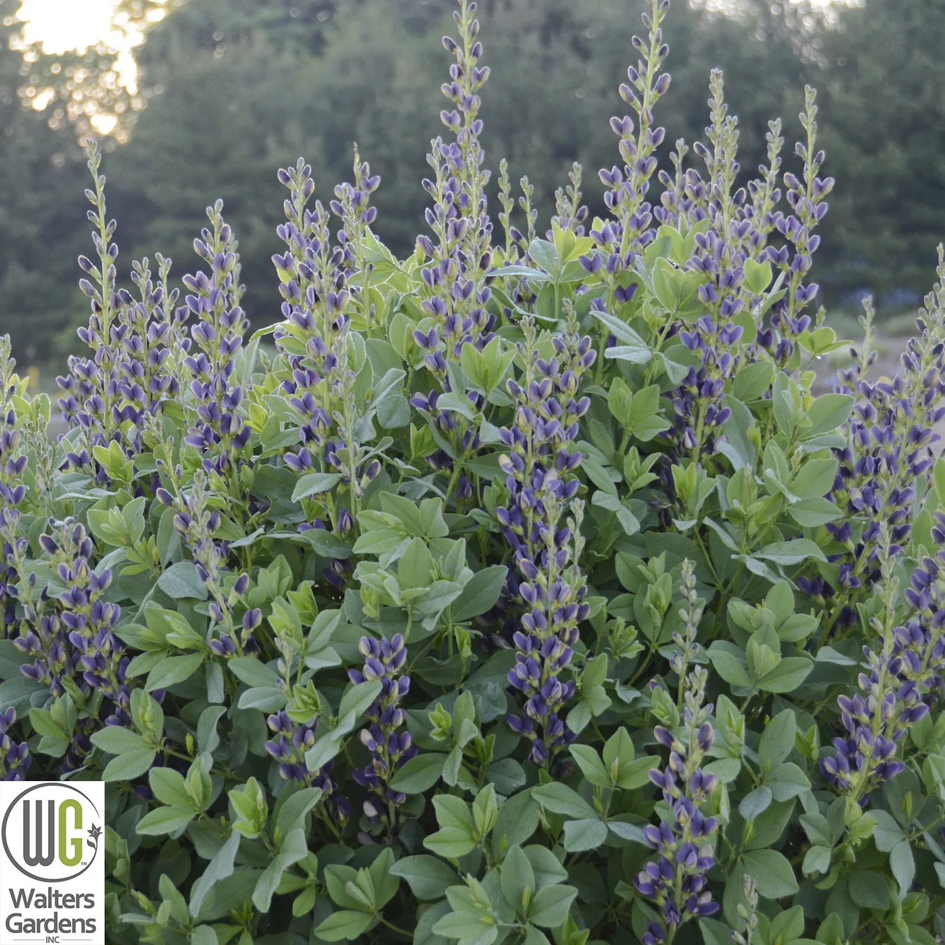 Features - Baptisia — Art Form Nurseries
