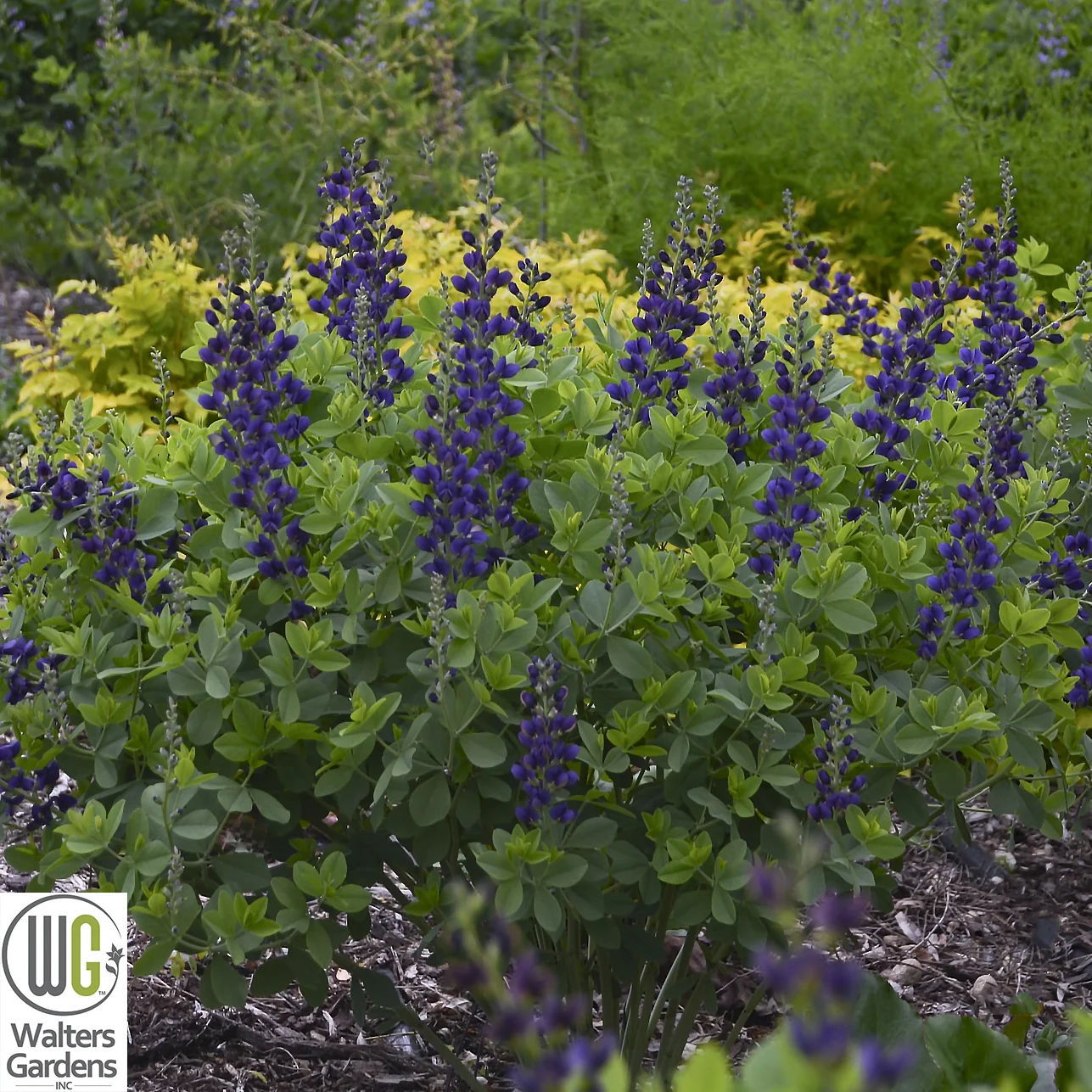 Features - Baptisia — Art Form Nurseries