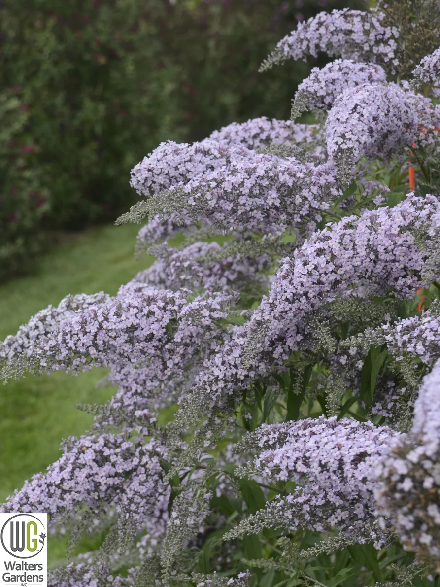 Features - Buddleia — Art Form Nurseries