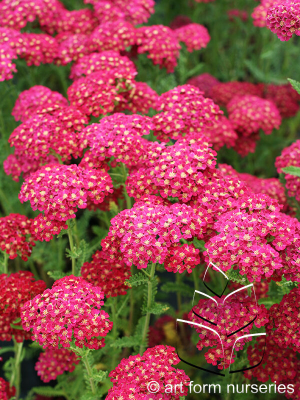 Achillea millefolium 'Pomegranate' — Art Form Nurseries