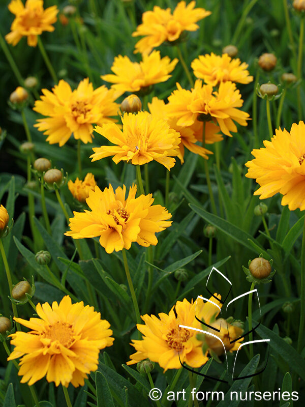 Coreopsis grandiflora 'Early Sunrise' — Art Form Nurseries