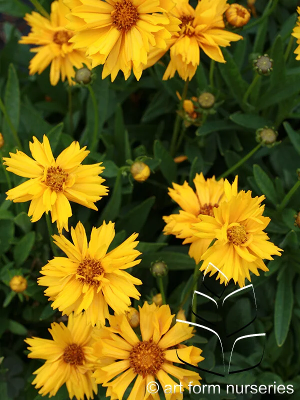 Coreopsis x hybrida 'Jethro Tull' — Art Form Nurseries