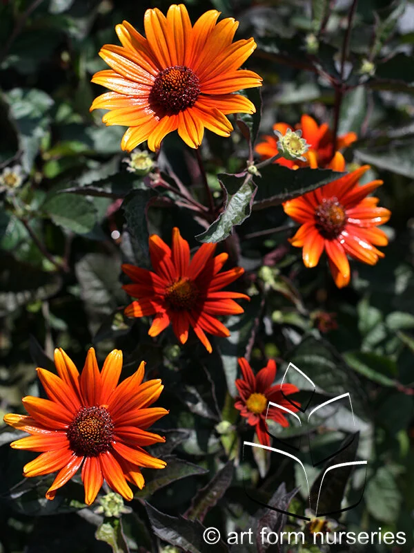 Heliopsis helianthoides var. scabra 'Bleeding Hearts' — Art Form Nurseries