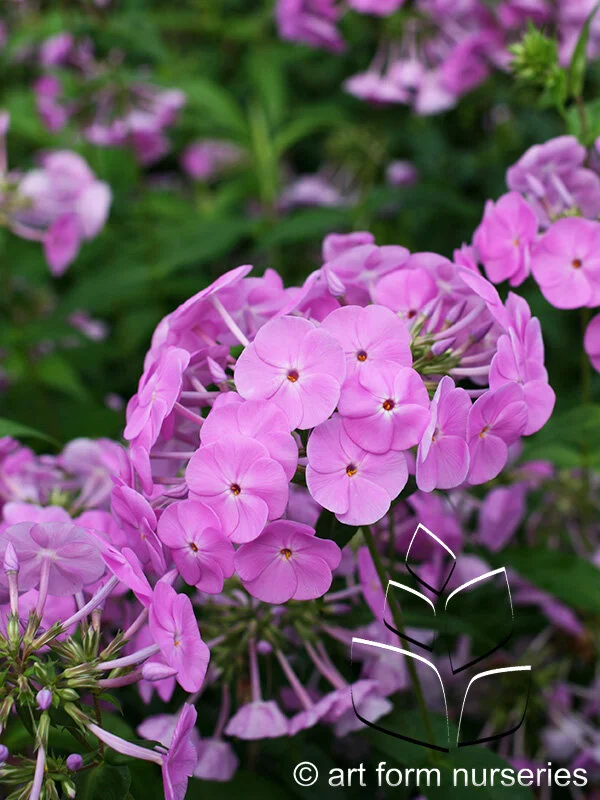 P — WS Perennials — Art Form Nurseries