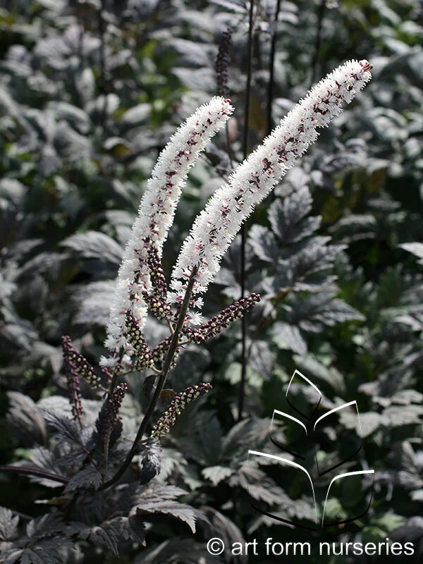 Perennials — Art Form Nurseries