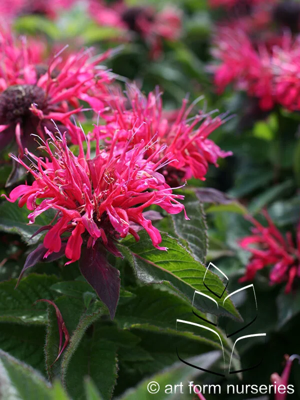 Monarda Sugar Buzz 'Cherry Pops' — Art Form Nurseries