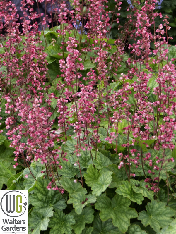 Features - Heuchera — Art Form Nurseries