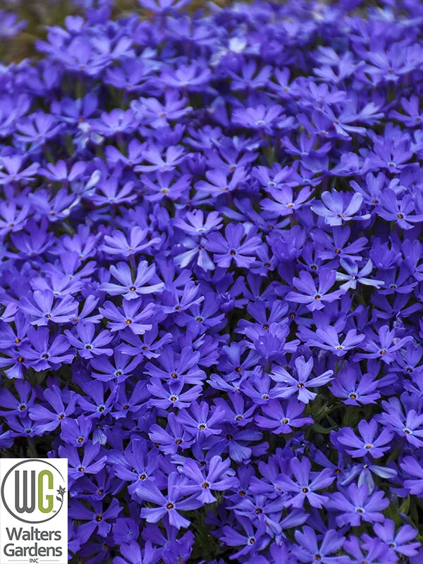 Features - Creeping Phlox — Art Form Nurseries
