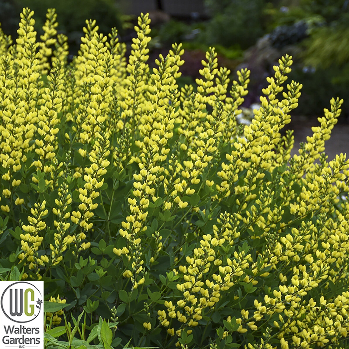 Baptisia American Goldfinch