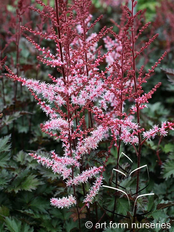 Features - Moisture Plants — Art Form Nurseries