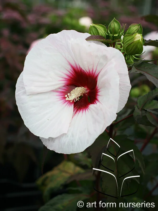 Features - Moisture Plants — Art Form Nurseries