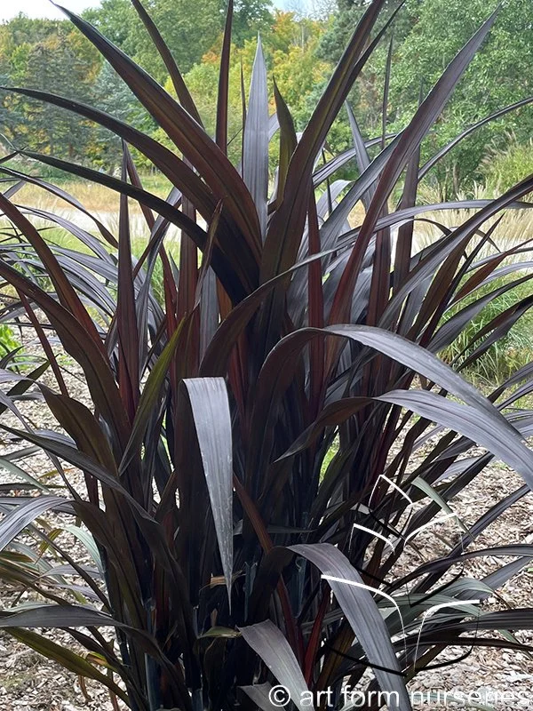 Grasses — Art Form Nurseries