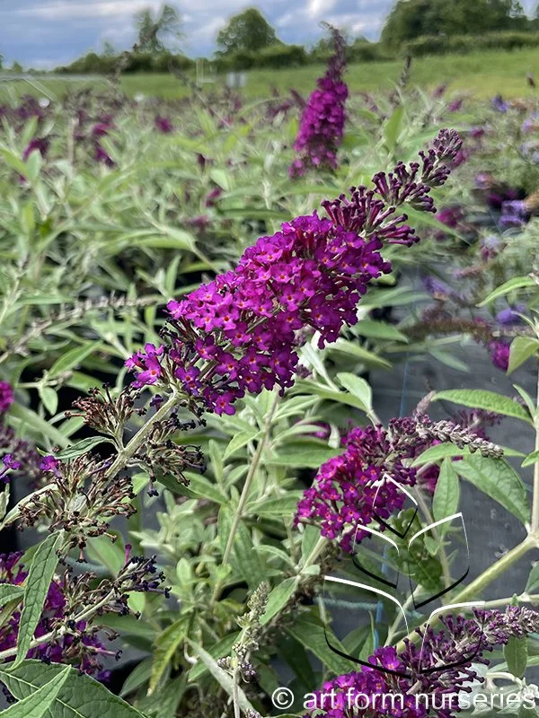 Perennials B — Art Form Nurseries