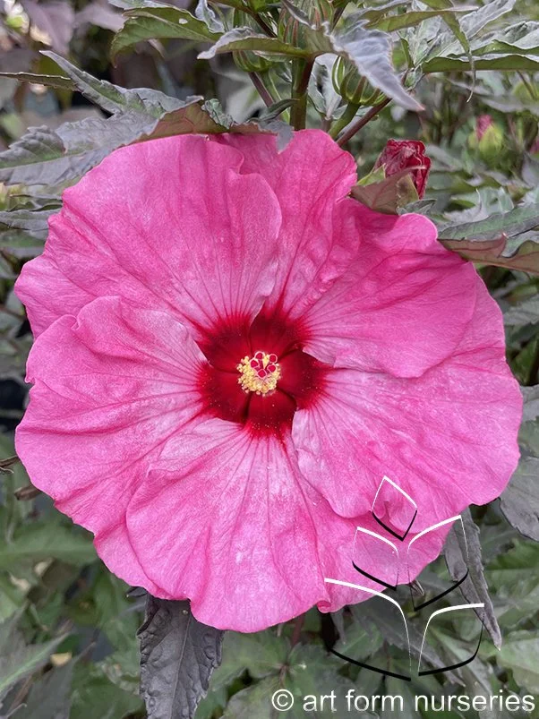 H2 — WS Perennials — Art Form Nurseries