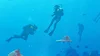 Oceans back from the brink — Radical Ocean Futures