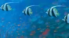 Oceans back from the brink — Radical Ocean Futures