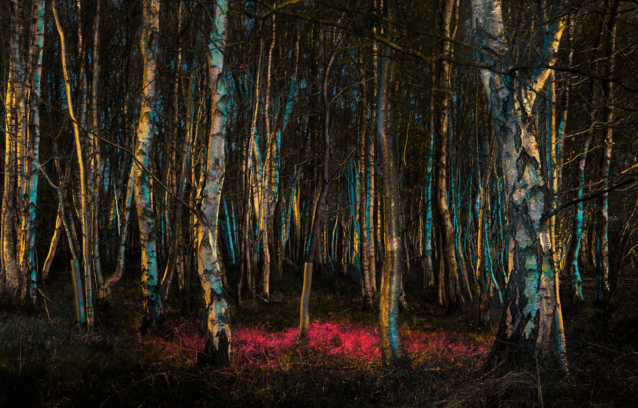 Tree Huggers From the Future — George McLeod