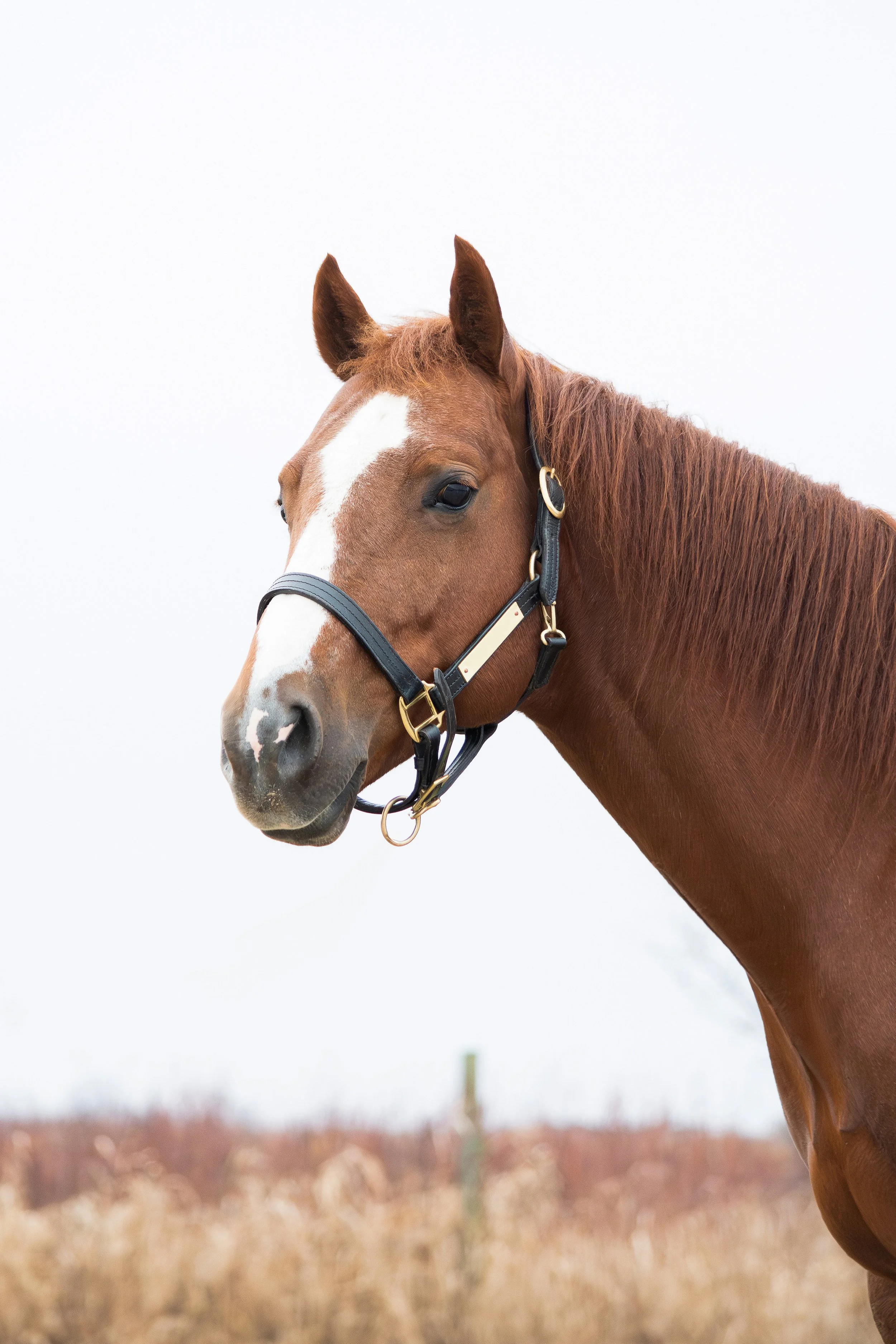 Sale / Lease — Zoe Woodland Performance Horses