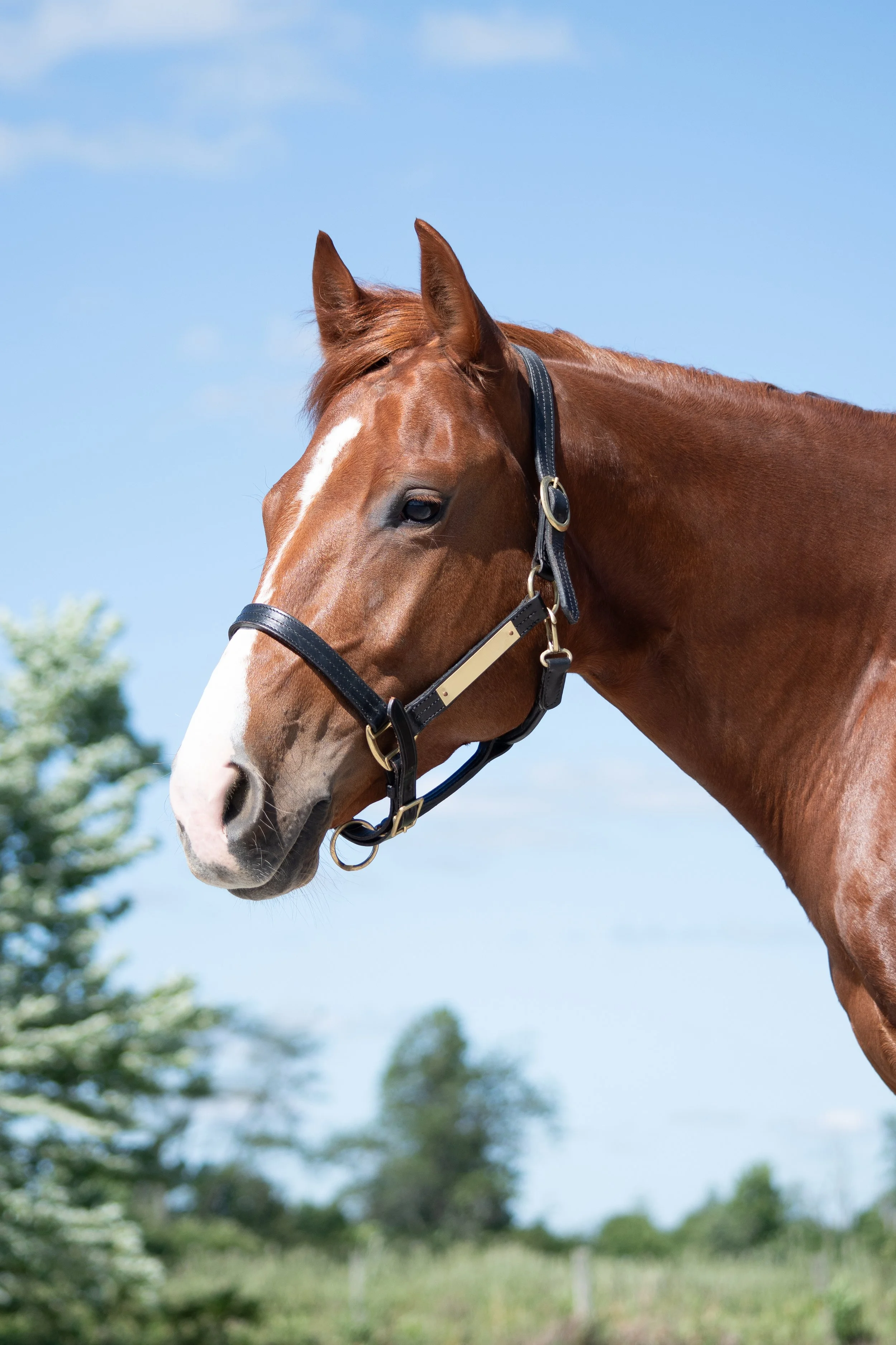 Sale / Lease — Zoe Woodland Performance Horses