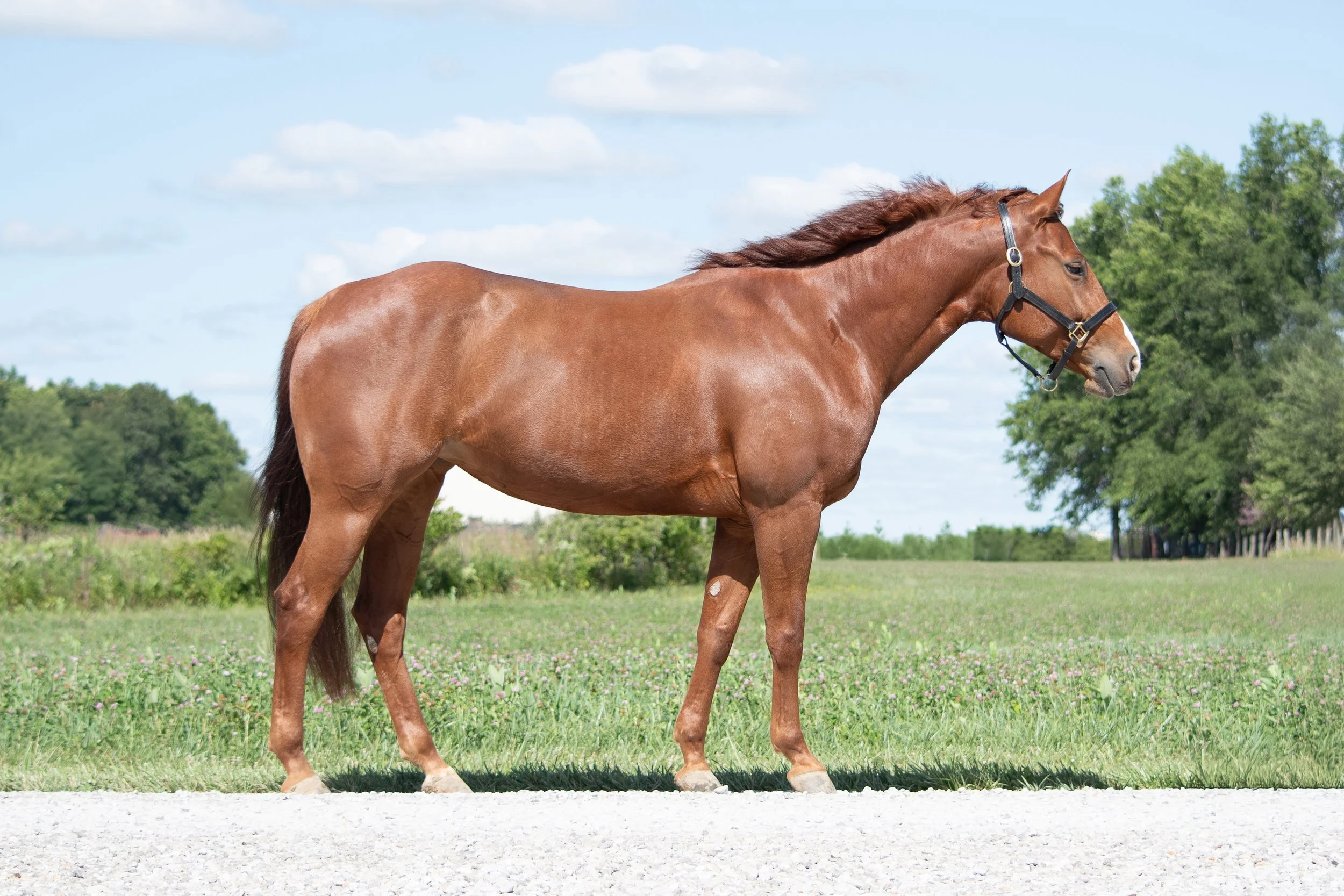 Sale / Lease — Zoe Woodland Performance Horses