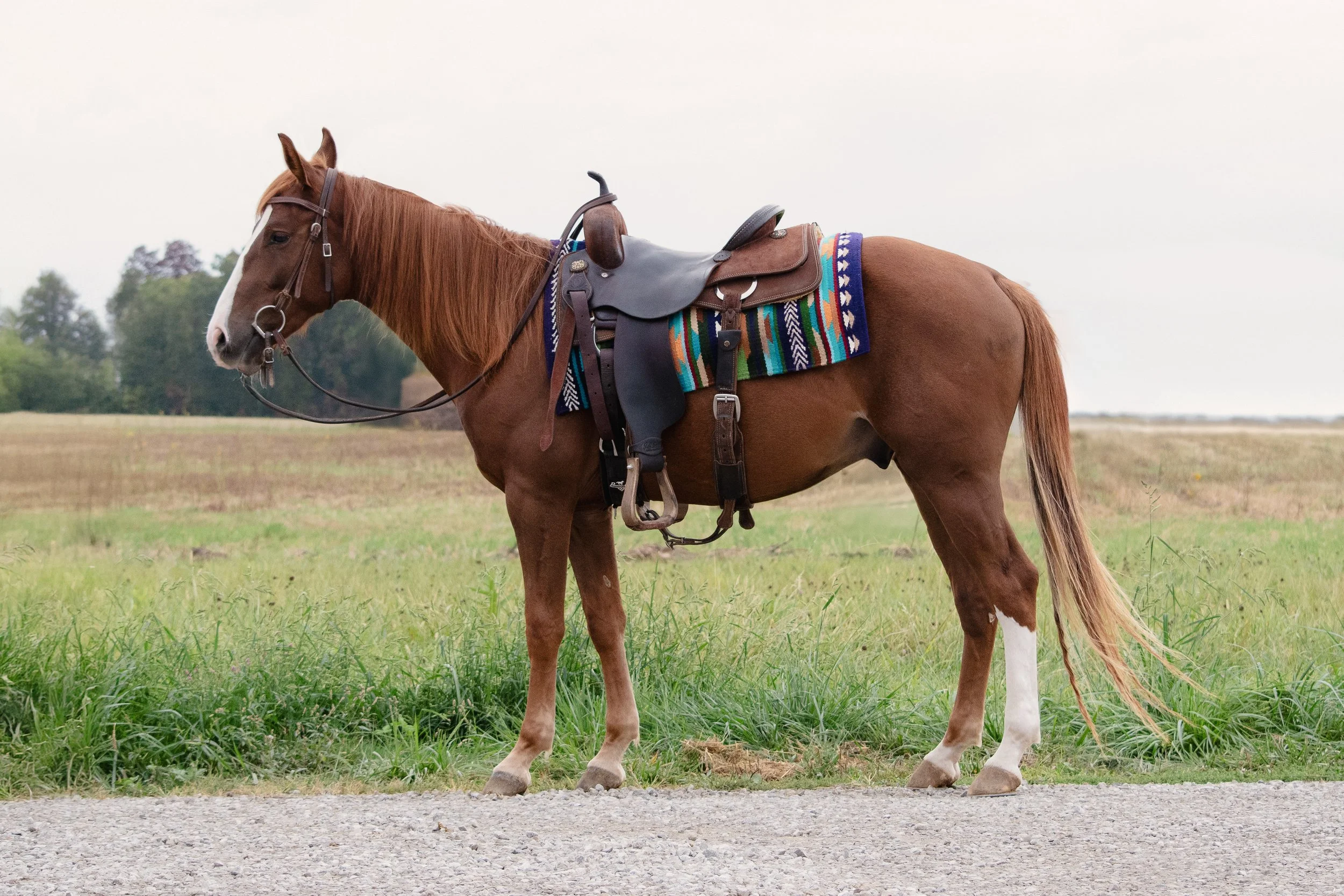 Sale / Lease — Zoe Woodland Performance Horses