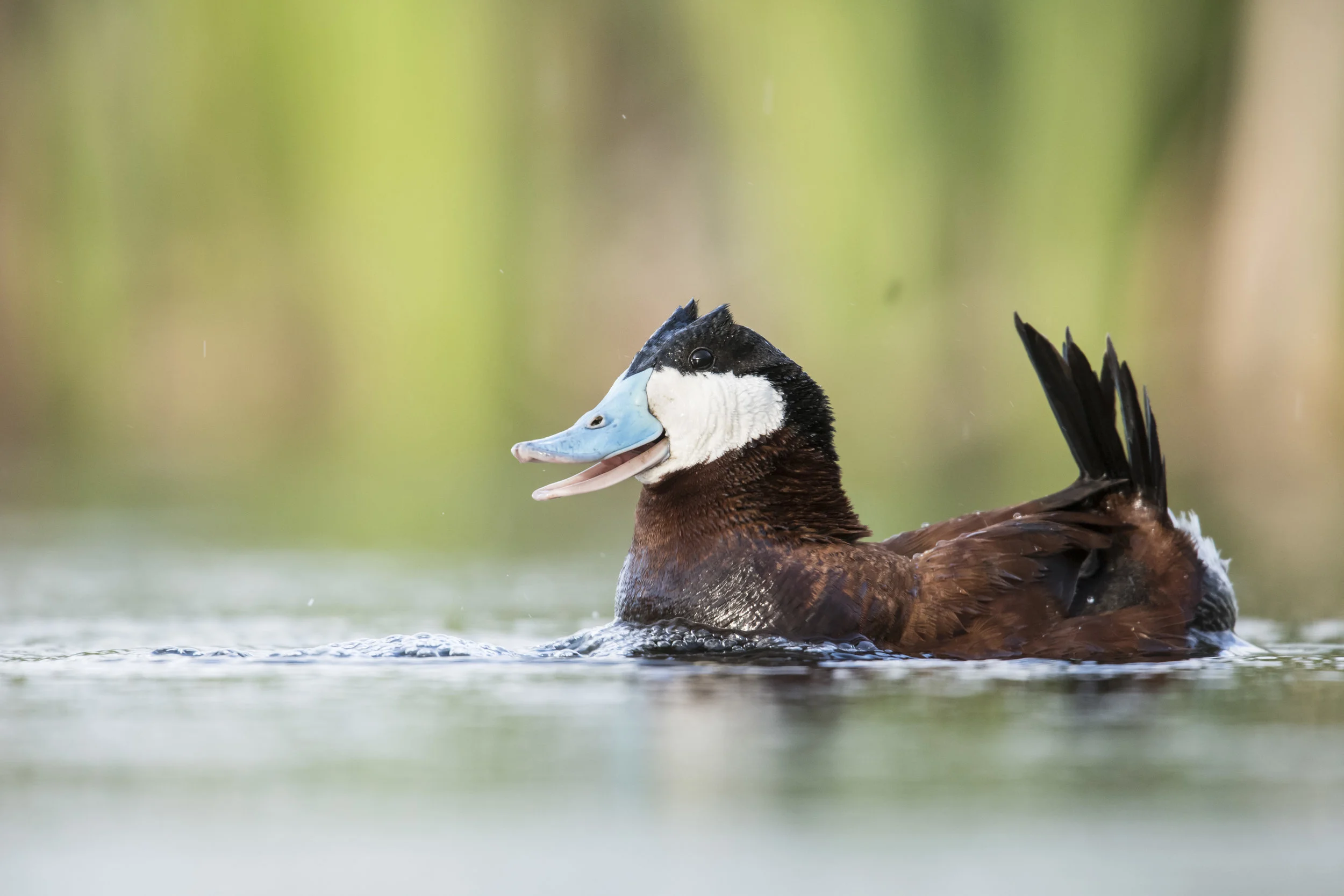 At the Lake — Sharon Haeger Wildlife Photography