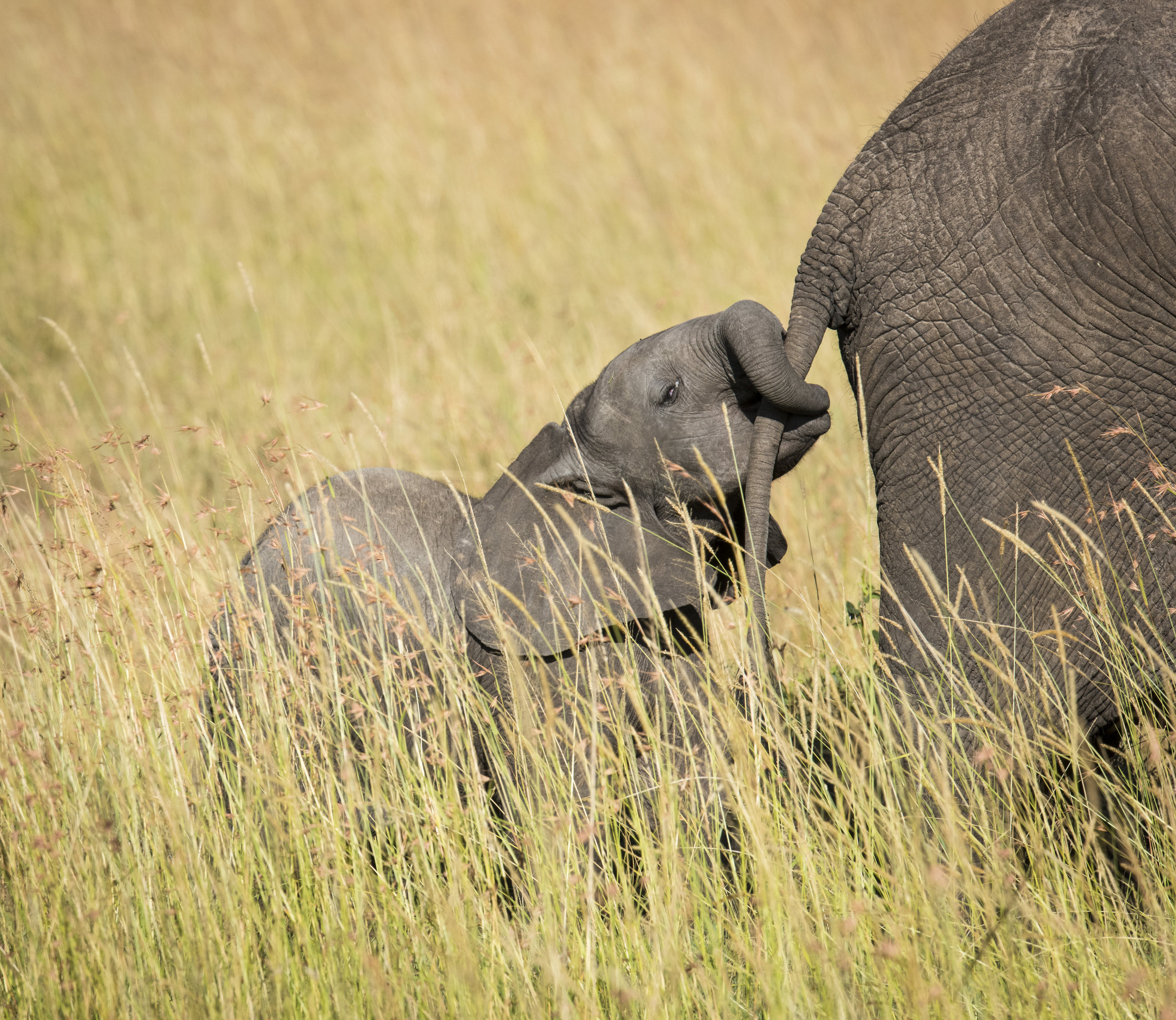 Cubs and Calves — Sharon Haeger Wildlife Photography