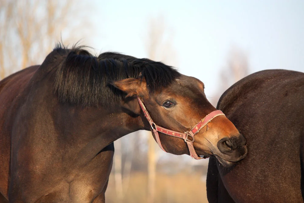 JUSTINE HARRISON | EQUINE BEHAVIOURIST : Horse Behaviour Problems