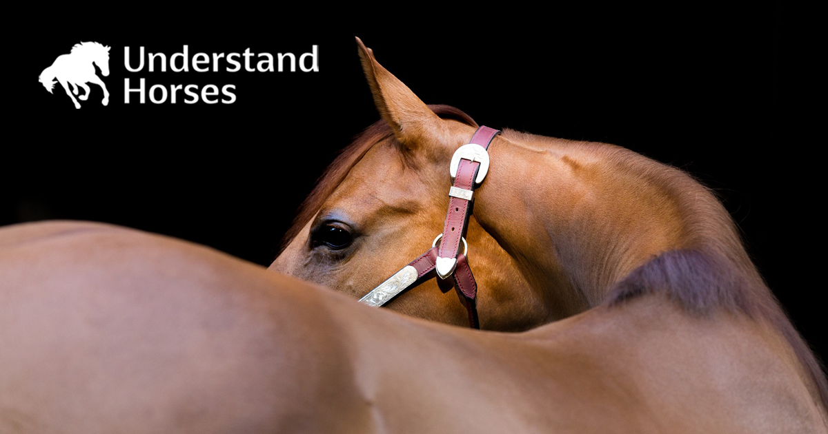 Understand Horses