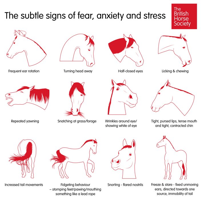 What is Stress and How Can You Recognise it in Horses?