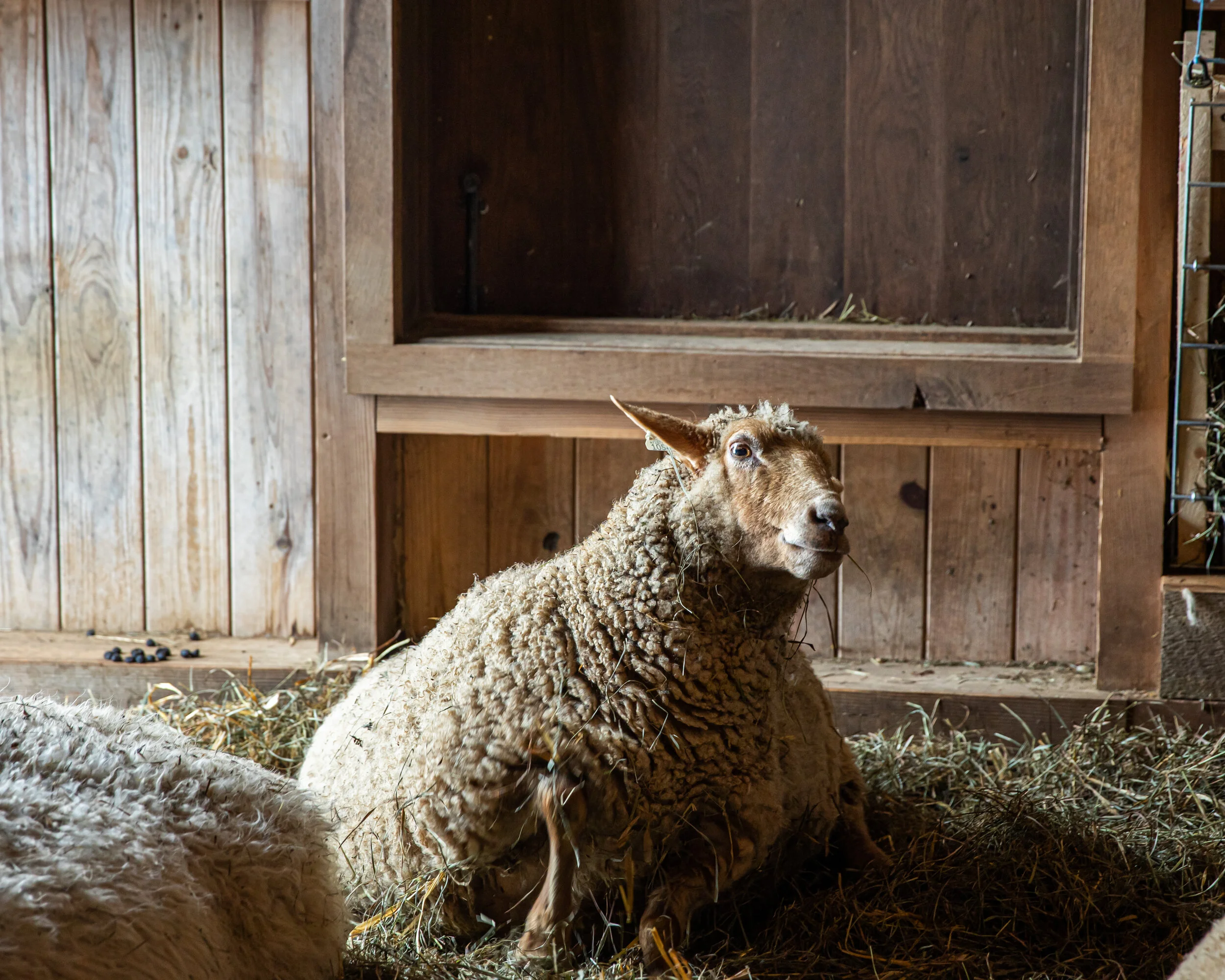 A Lamb is Born: Birth Photography of Another Kind — Maria Thibodeau ...