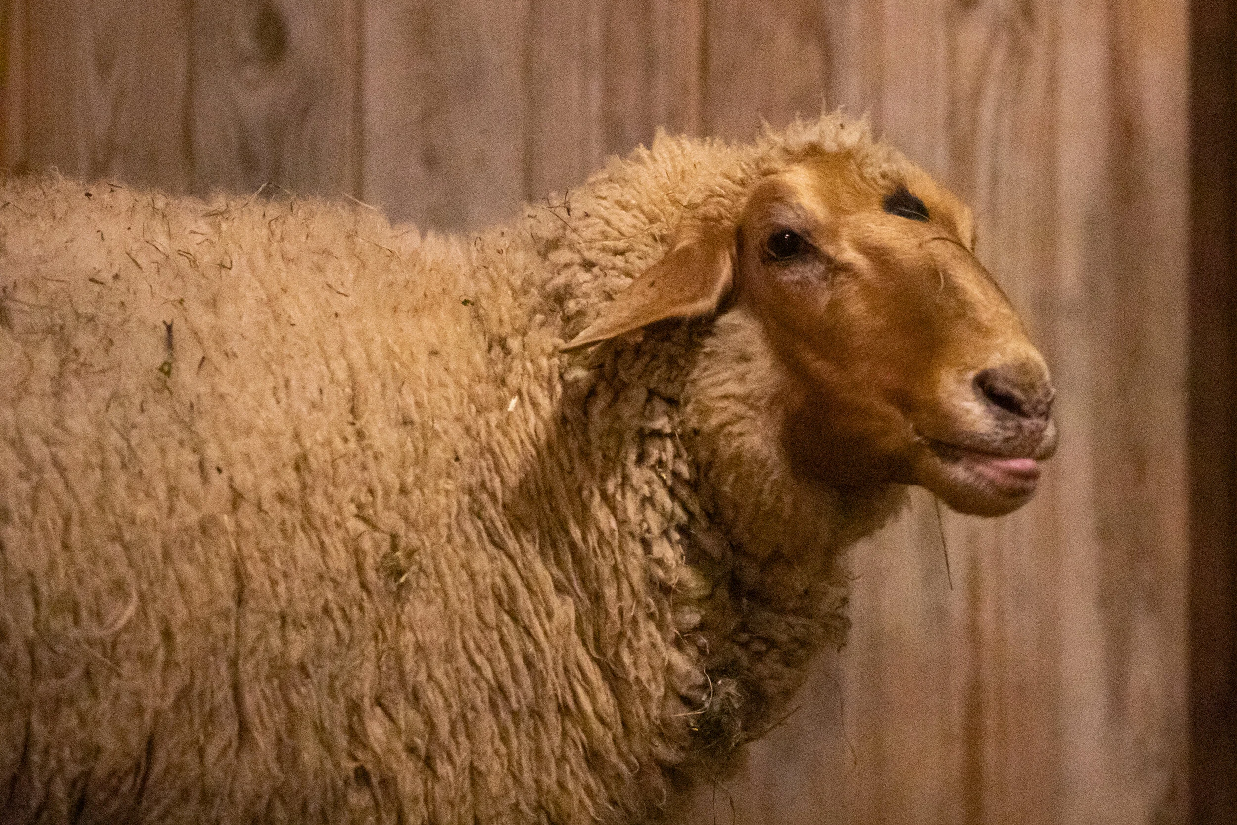 A Lamb is Born: Birth Photography of Another Kind — Maria Thibodeau ...