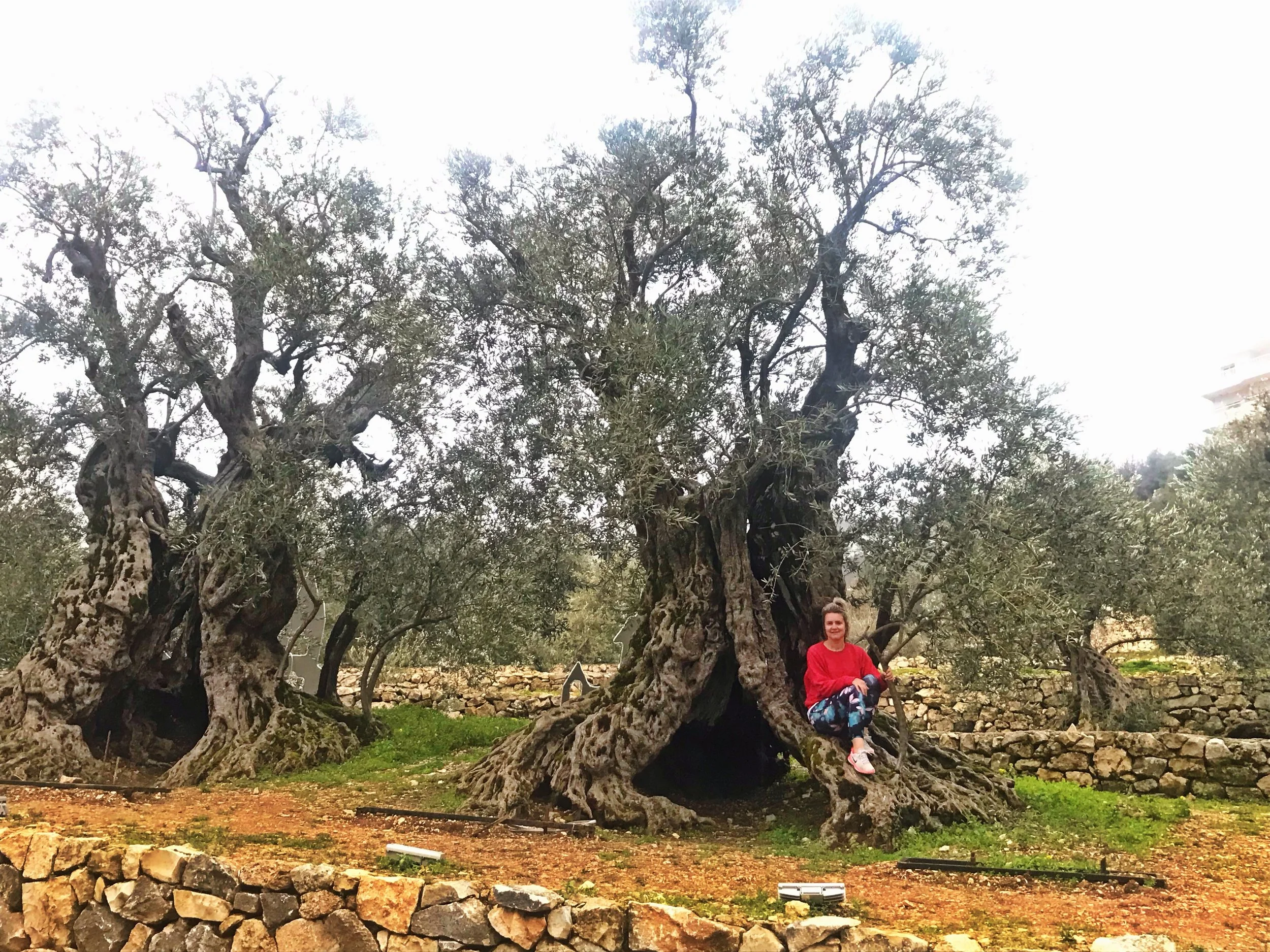 Explore Lebanon Blog Sister Olive Trees of Noah