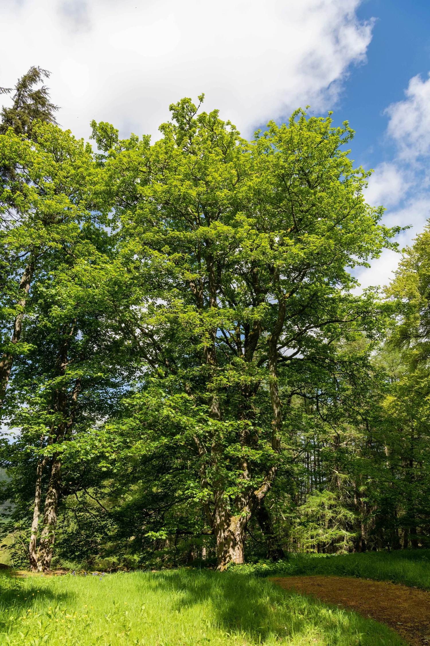 Trees — Colin McLean Photography