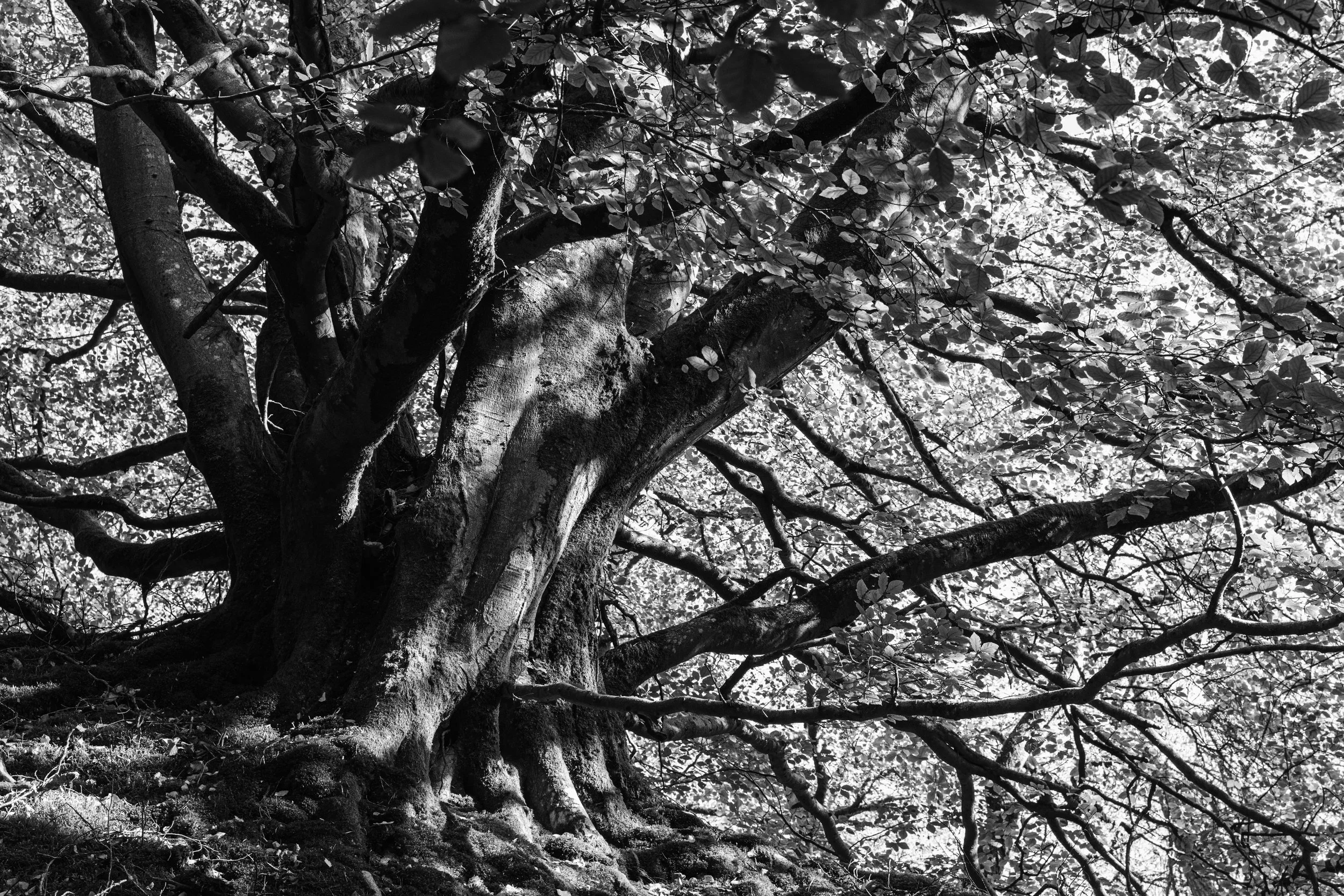 Trees — Colin McLean Photography