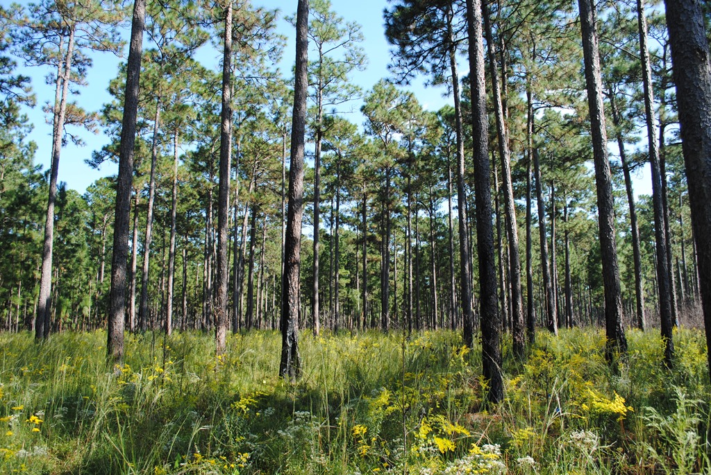 Longleaf Pine Forest