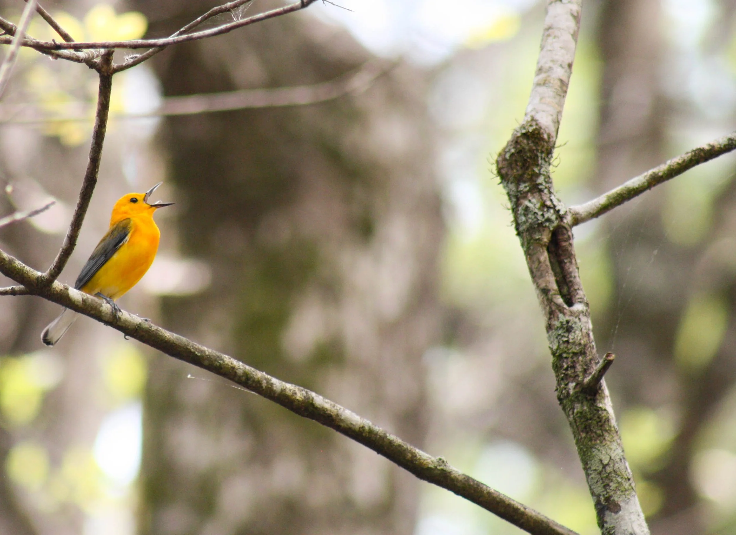 South Carolina Wildlife Federation