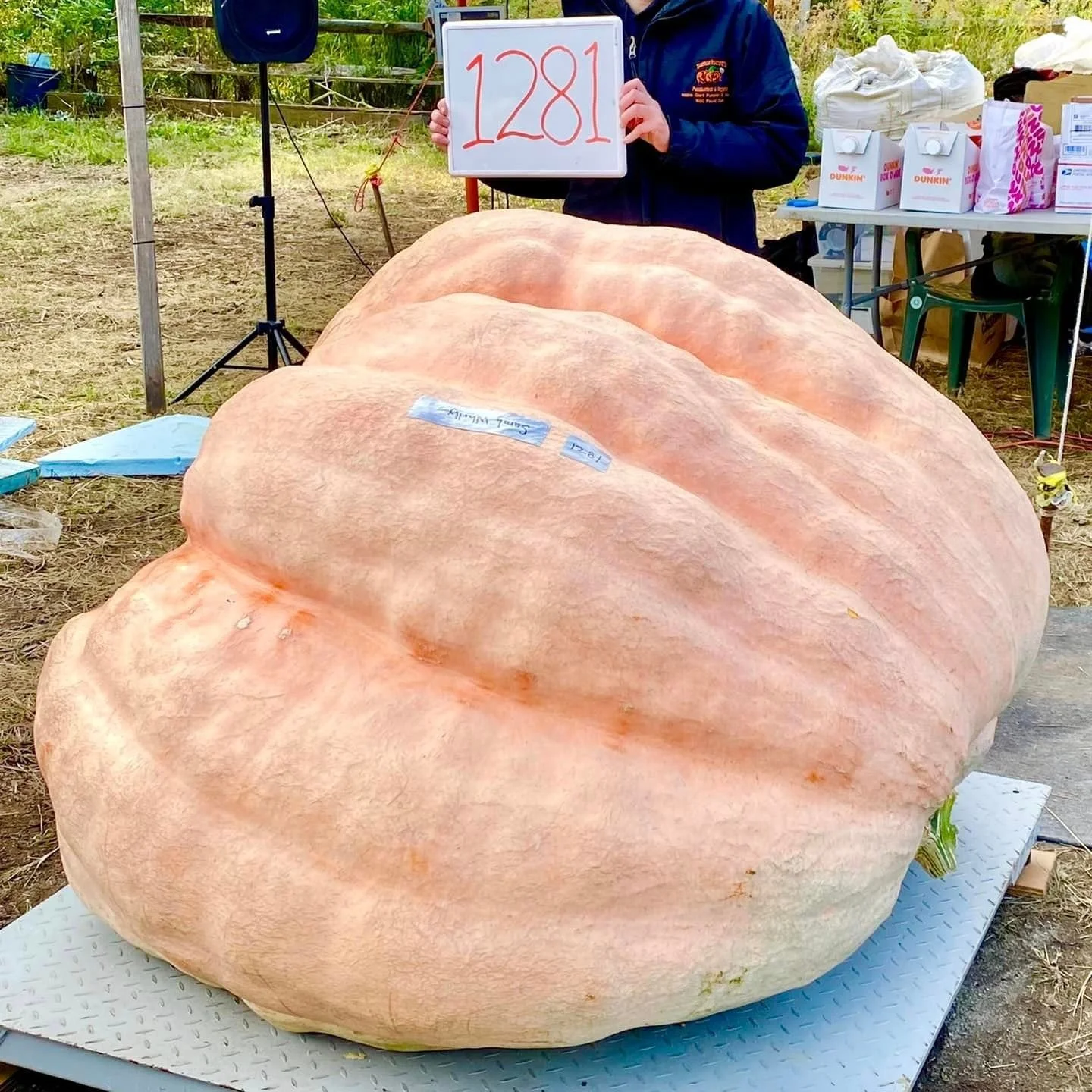 1281 Pound Giant Pumpkin Seeds - "Andre the Giant" — Green Adrenaline