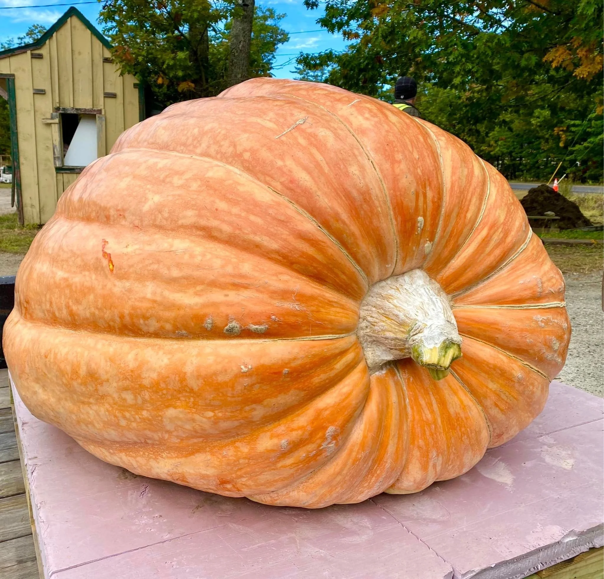 Giant Pumpkin Seeds | FREE shipping — Green Adrenaline