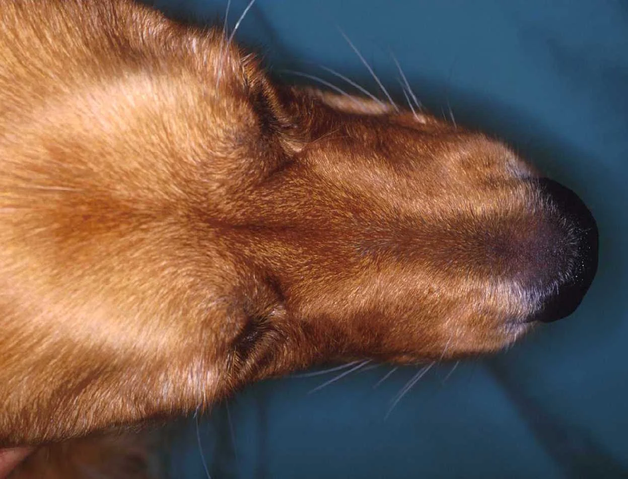 Maxillectomy - Rostral Unilateral — DR. JULIUS LIPTAK