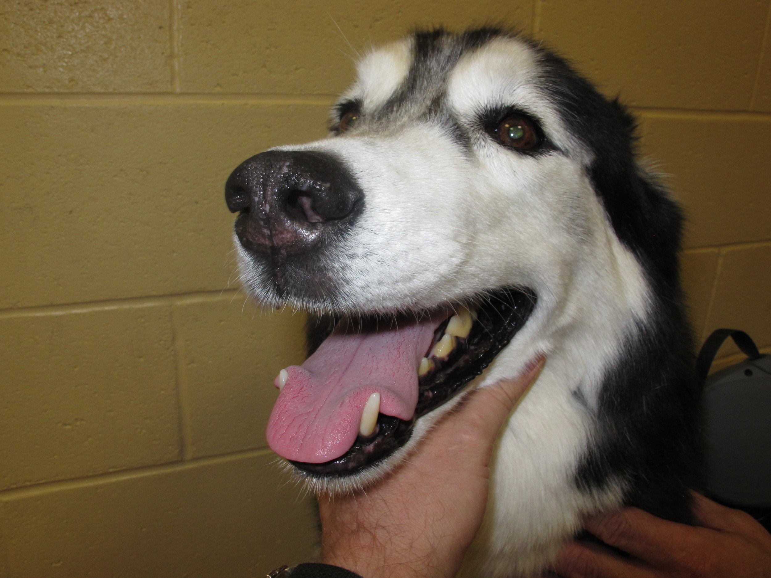 Maxillectomy - Rostral Unilateral — DR. JULIUS LIPTAK